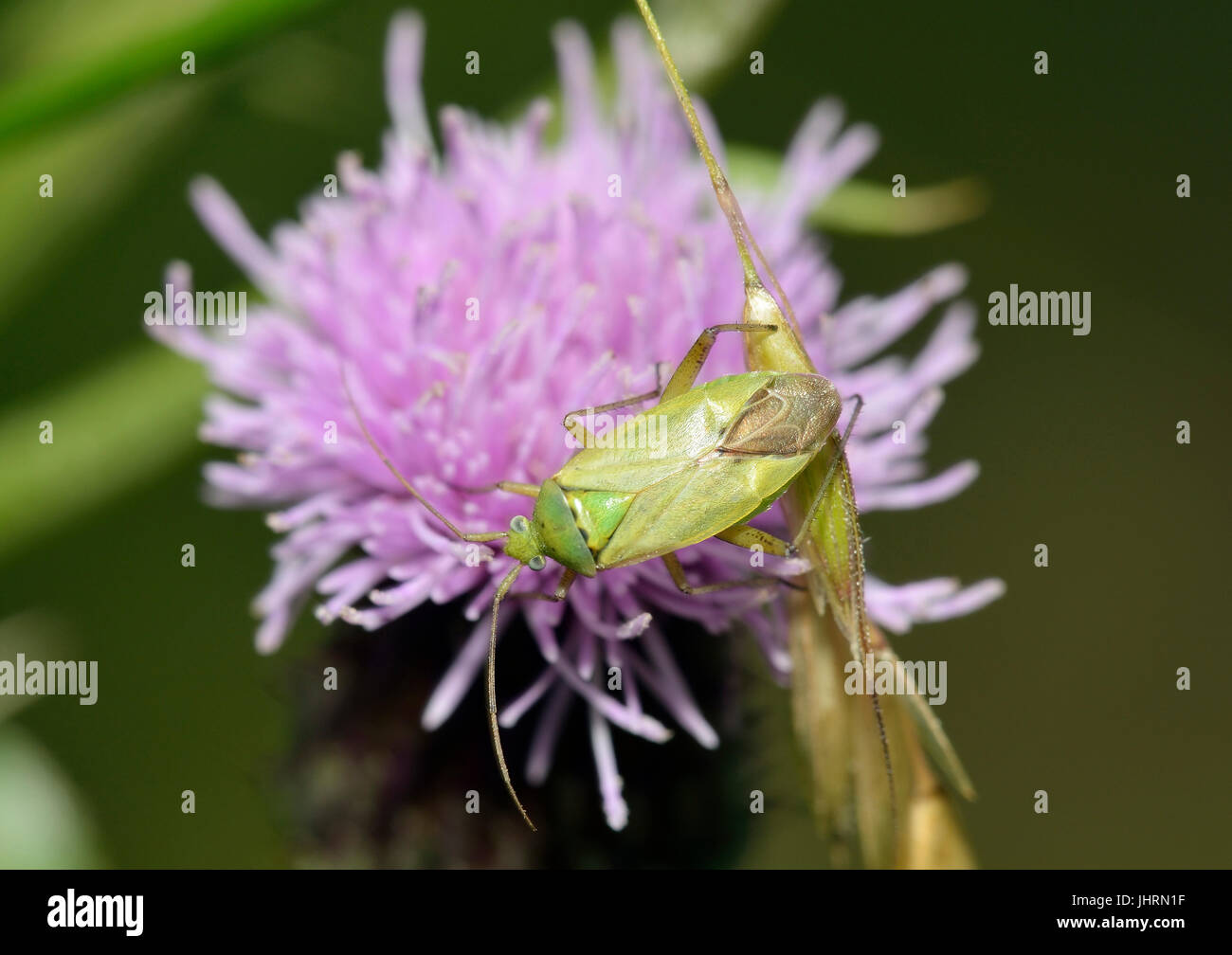 Potato Capsid Bug - Closterotomus norwegicus on Creeping Thistle ...