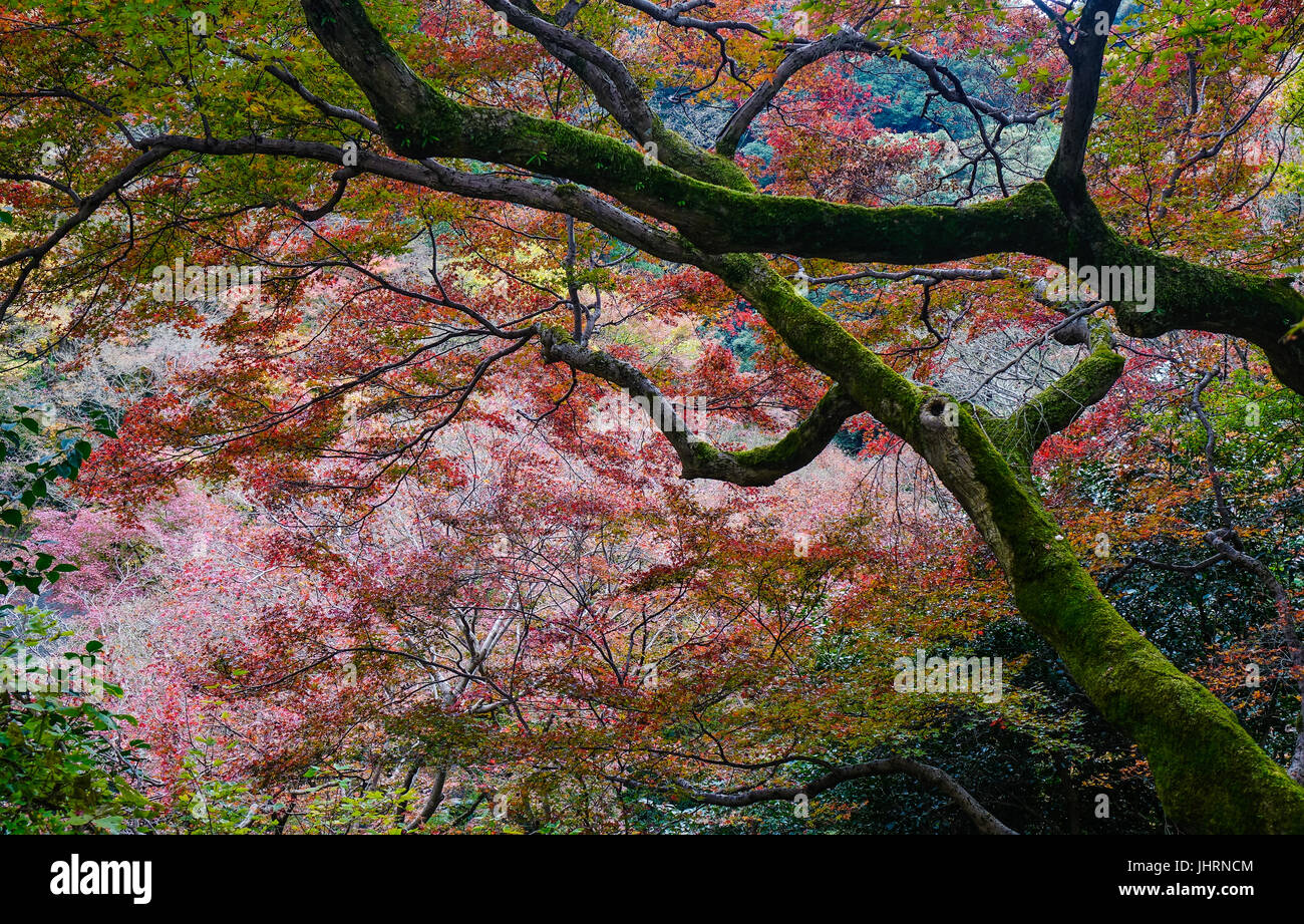 Autumn trees at forest in Kyoto, Japan. The former capital of Japan ...