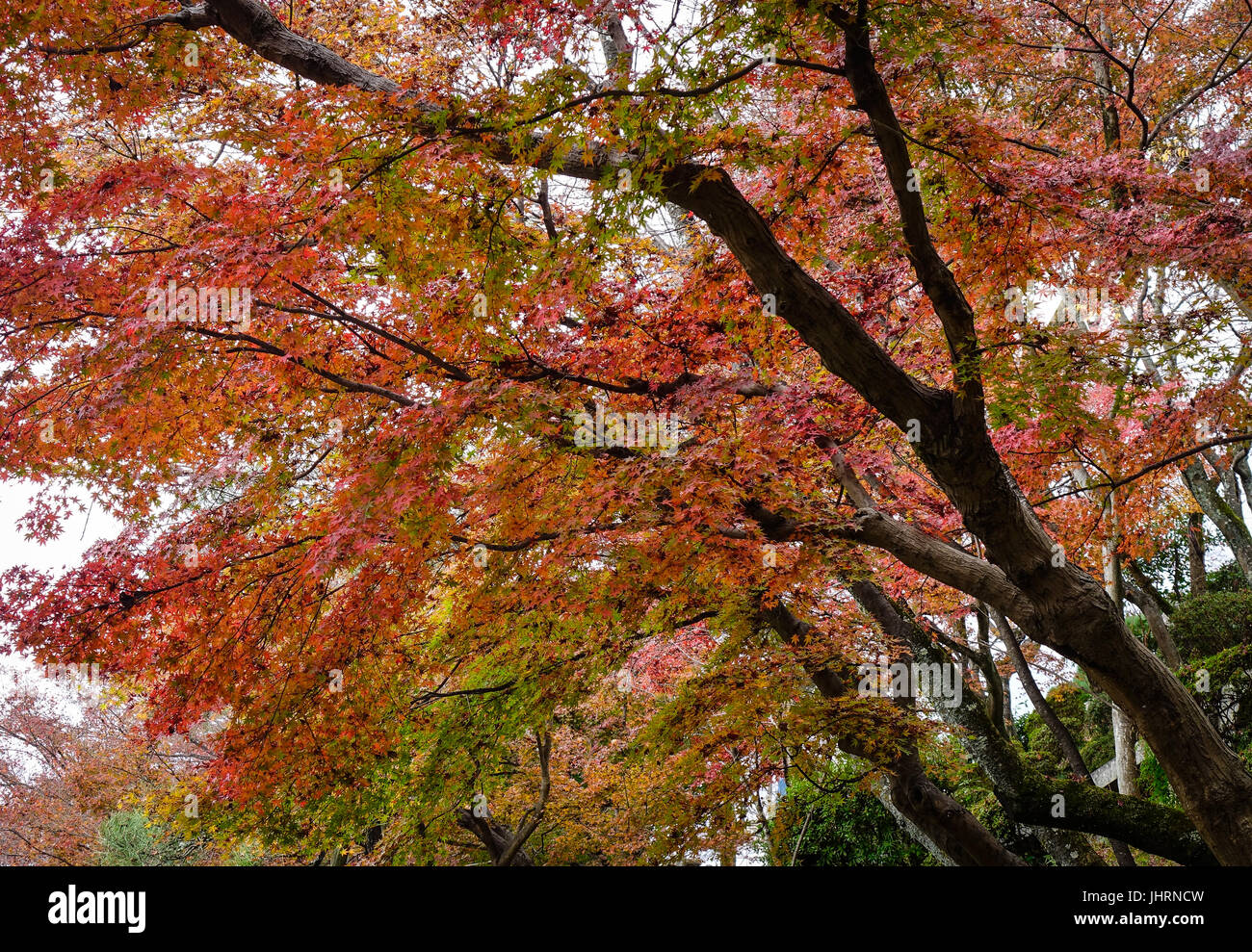 Autumn scenery in Kyoto, Japan. Kyoto was the capital of Japan for over ...