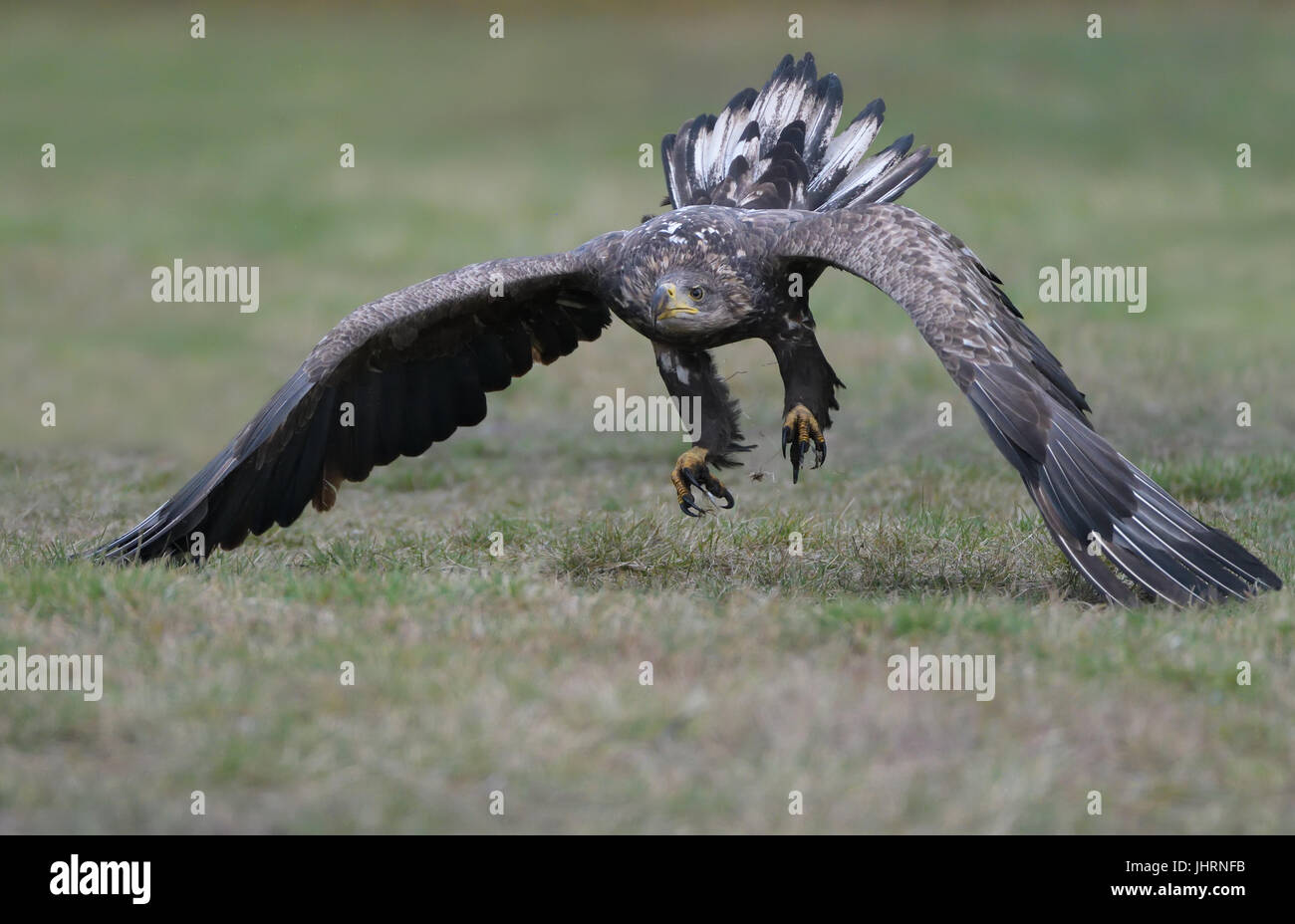 White-tailed Sea Eagle in flight leaning of the tip of the wings Stock ...