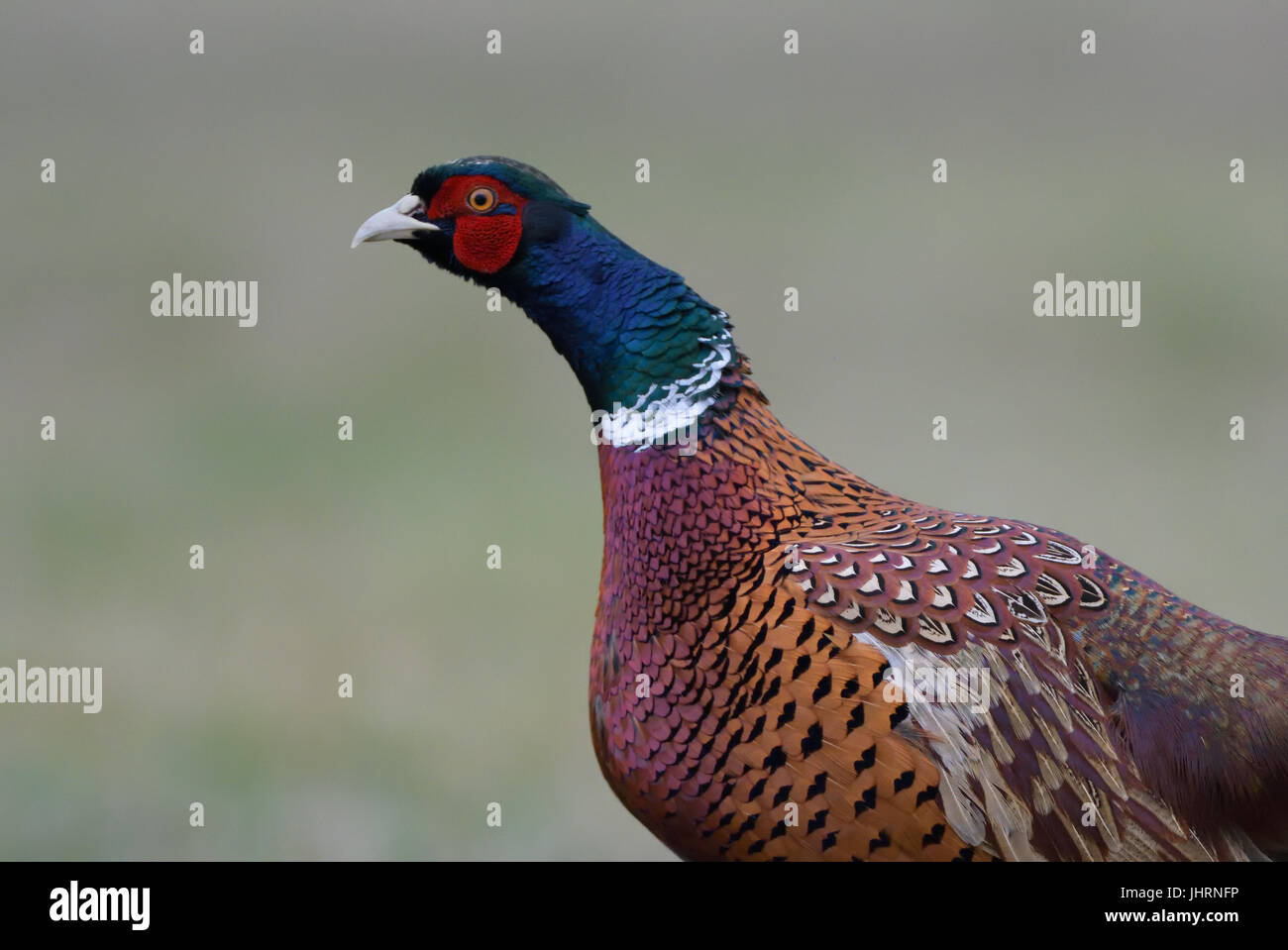 Portrait of a Common Pheasant with soft color tones in the background ...
