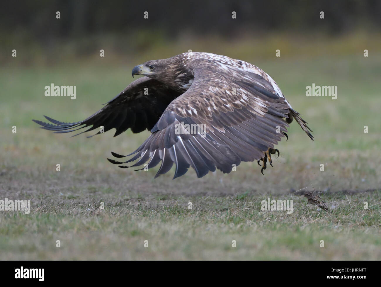White-tailed Sea Eagle in flight Stock Photo - Alamy
