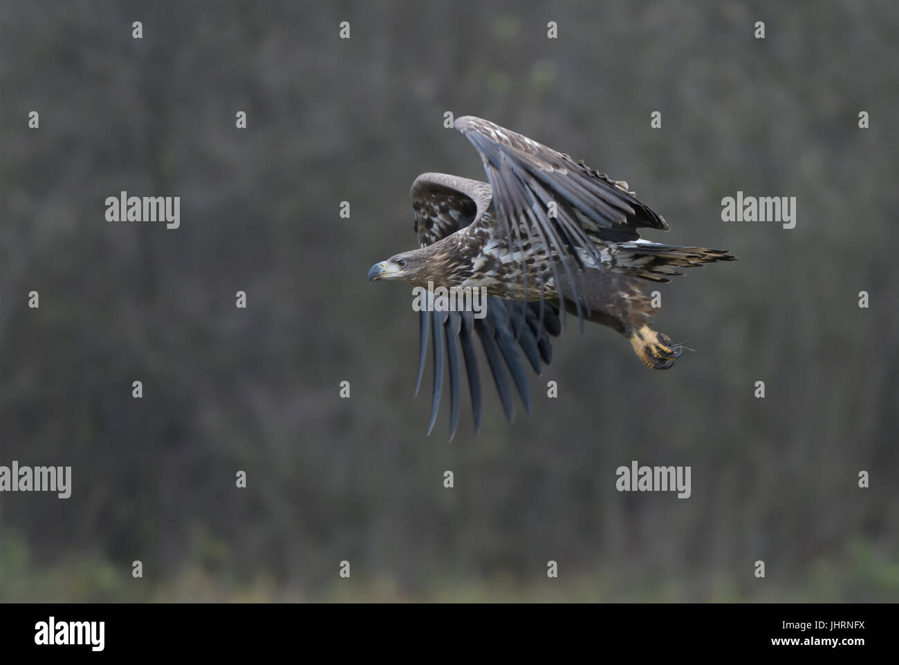 White-tailed Sea Eagle in flight Stock Photo - Alamy
