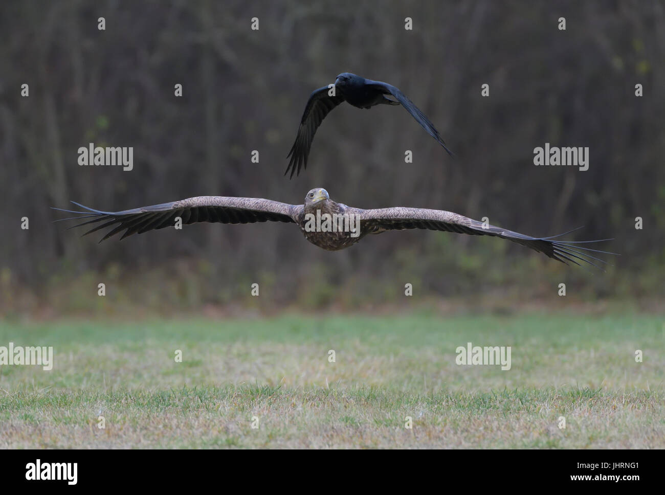 White-tailed Sea Eagle in flight chased by an harassing raven Stock ...