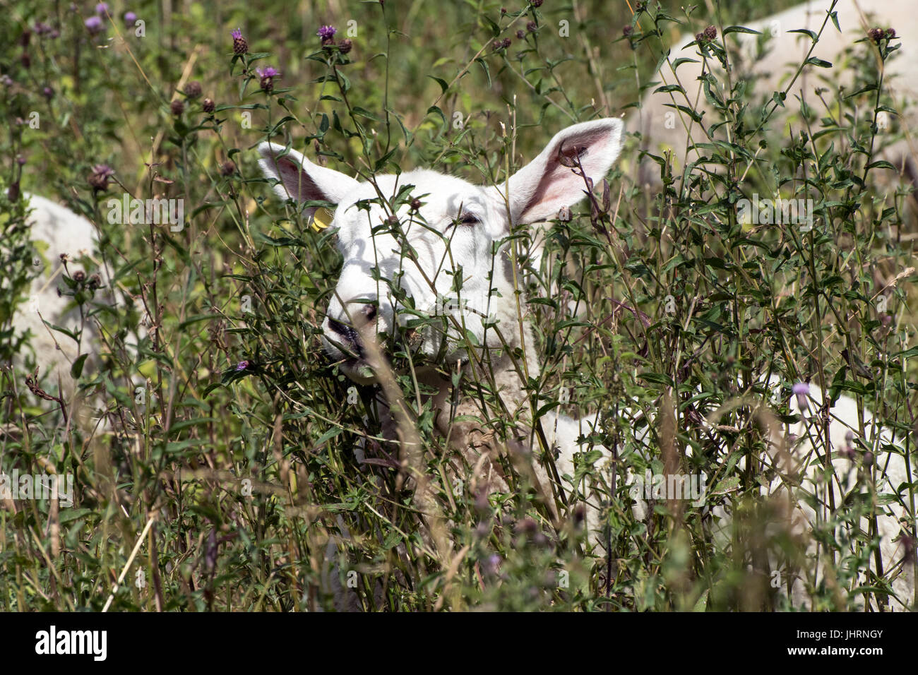 Conservation grazing by sheep in Loose Valley conservation area ...