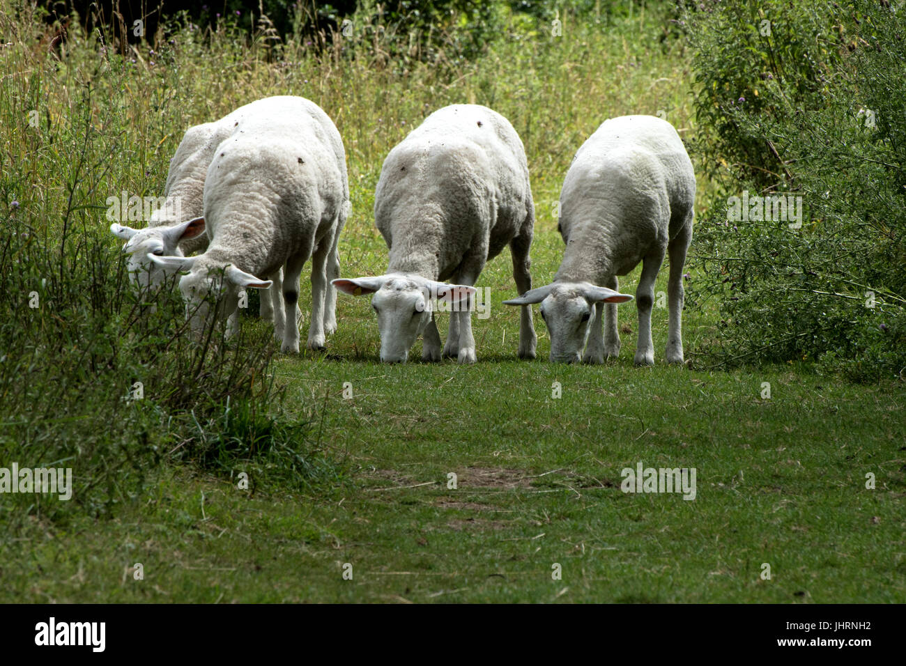 Conservation grazing by sheep in Loose Valley conservation area ...