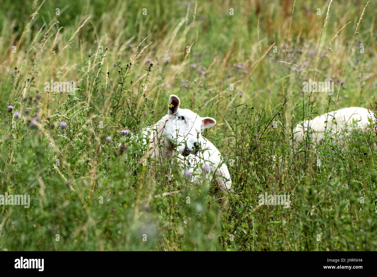 Conservation grazing by sheep in Loose Valley conservation area ...