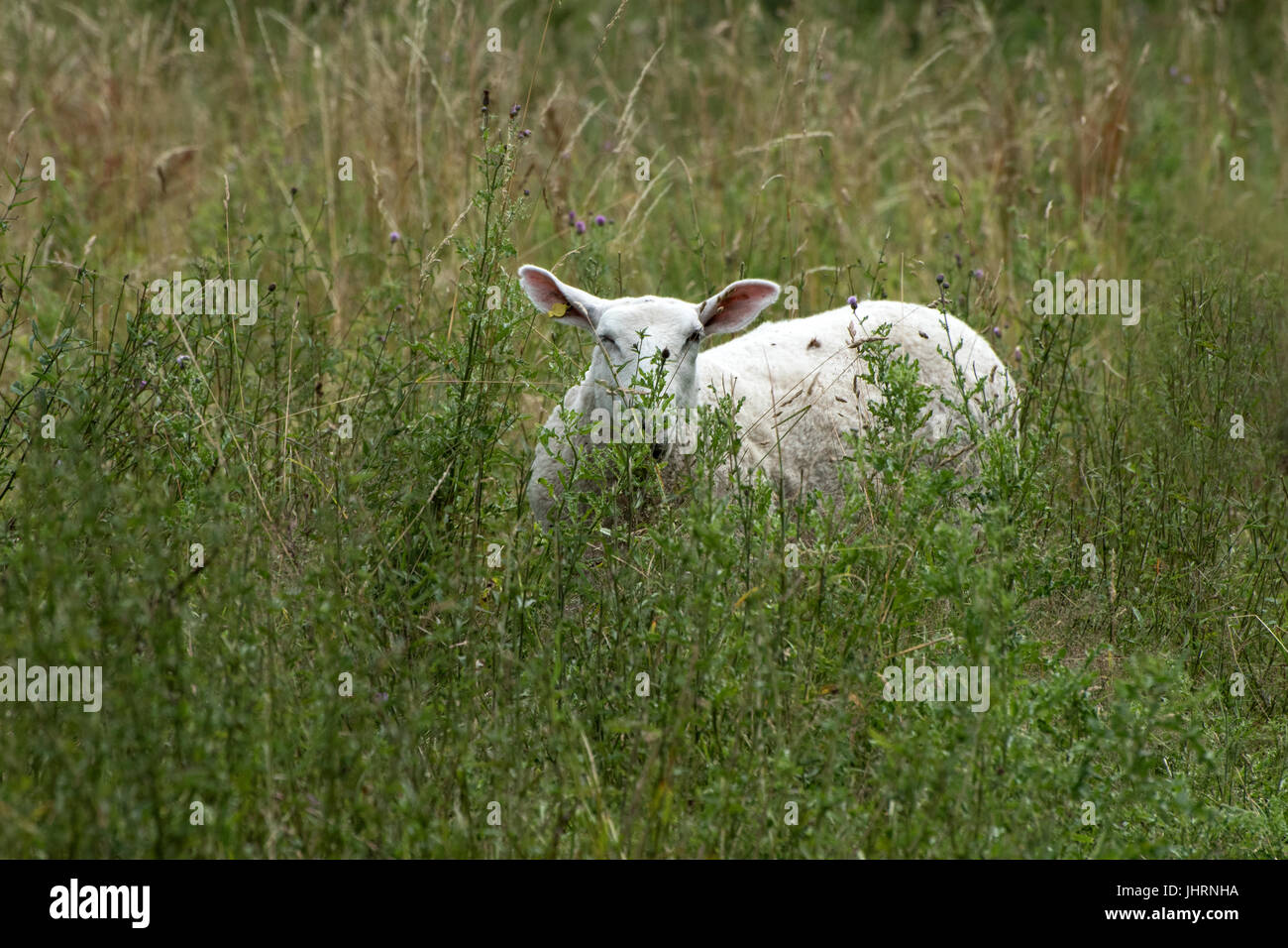 Conservation grazing by sheep in Loose Valley conservation area ...