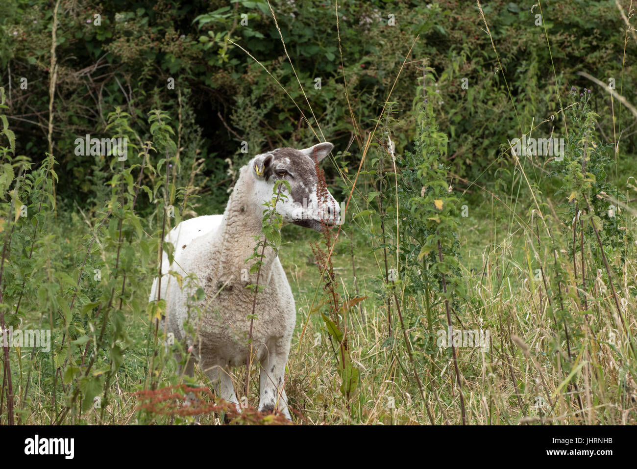 Loose maidstone kent hi-res stock photography and images - Alamy