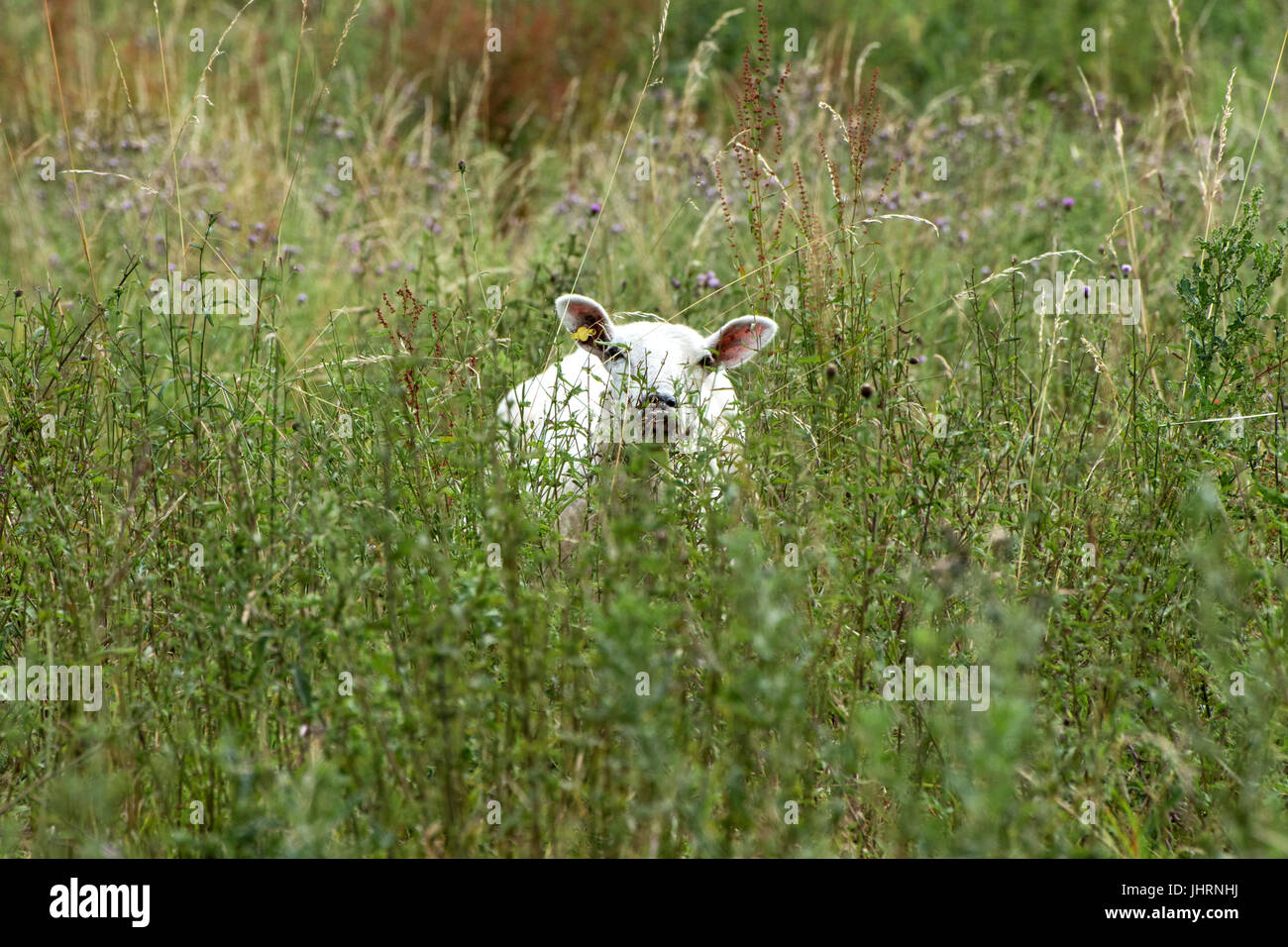 Conservation grazing by sheep in Loose Valley conservation area ...