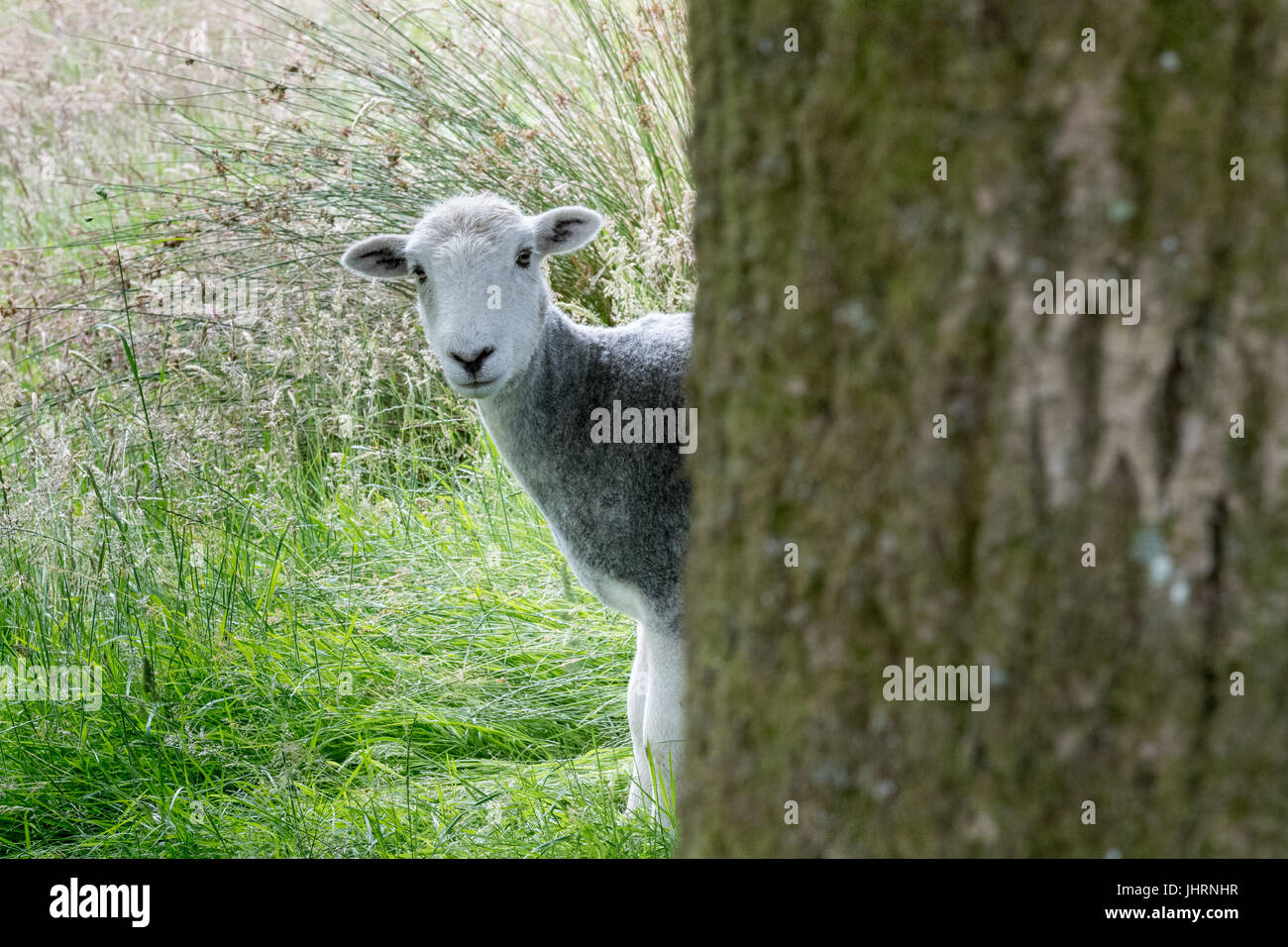 Herdwick sheep watching from behind a tree Stock Photo - Alamy