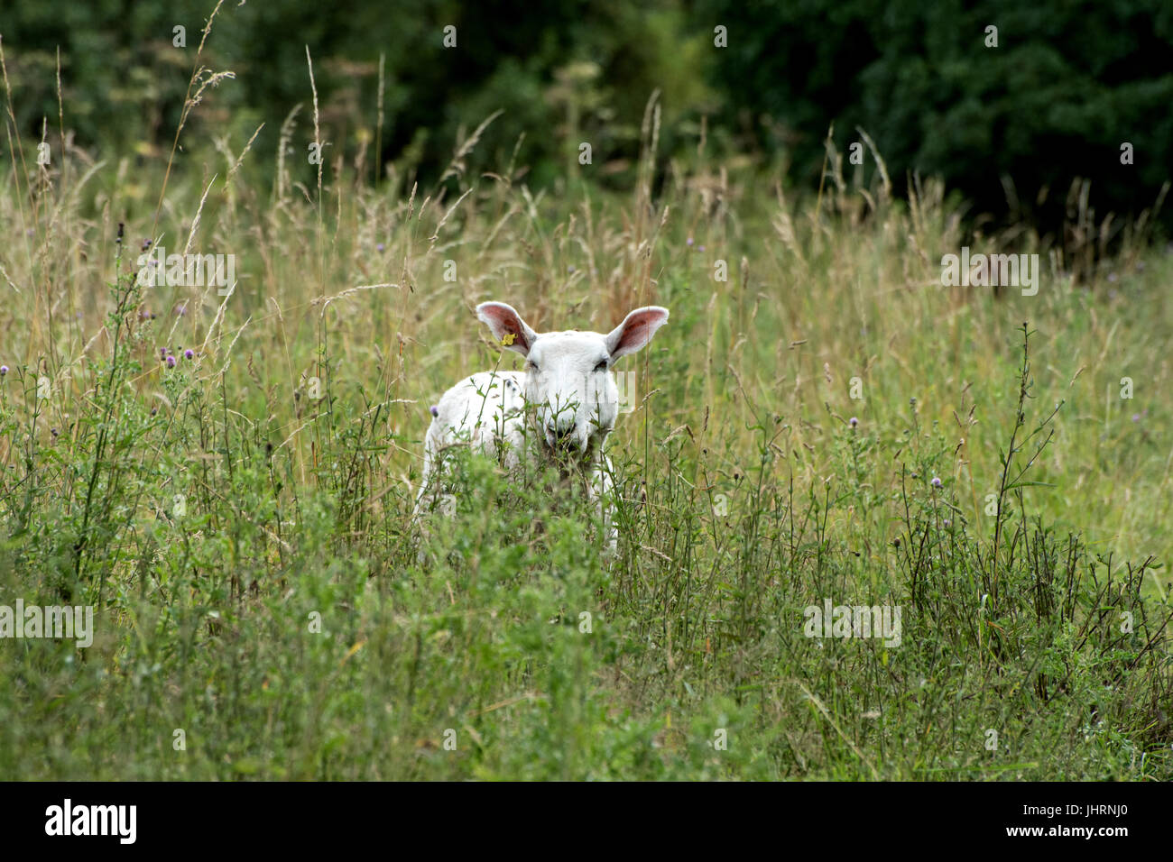 Conservation grazing by sheep in Loose Valley conservation area ...