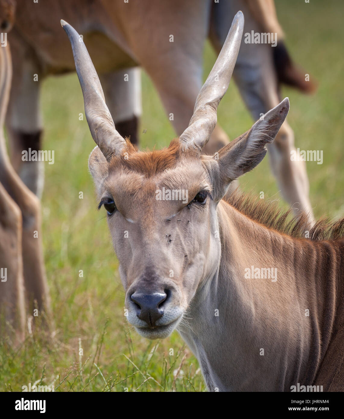 sable Antelope Woburn safari.park Stock Photo - Alamy