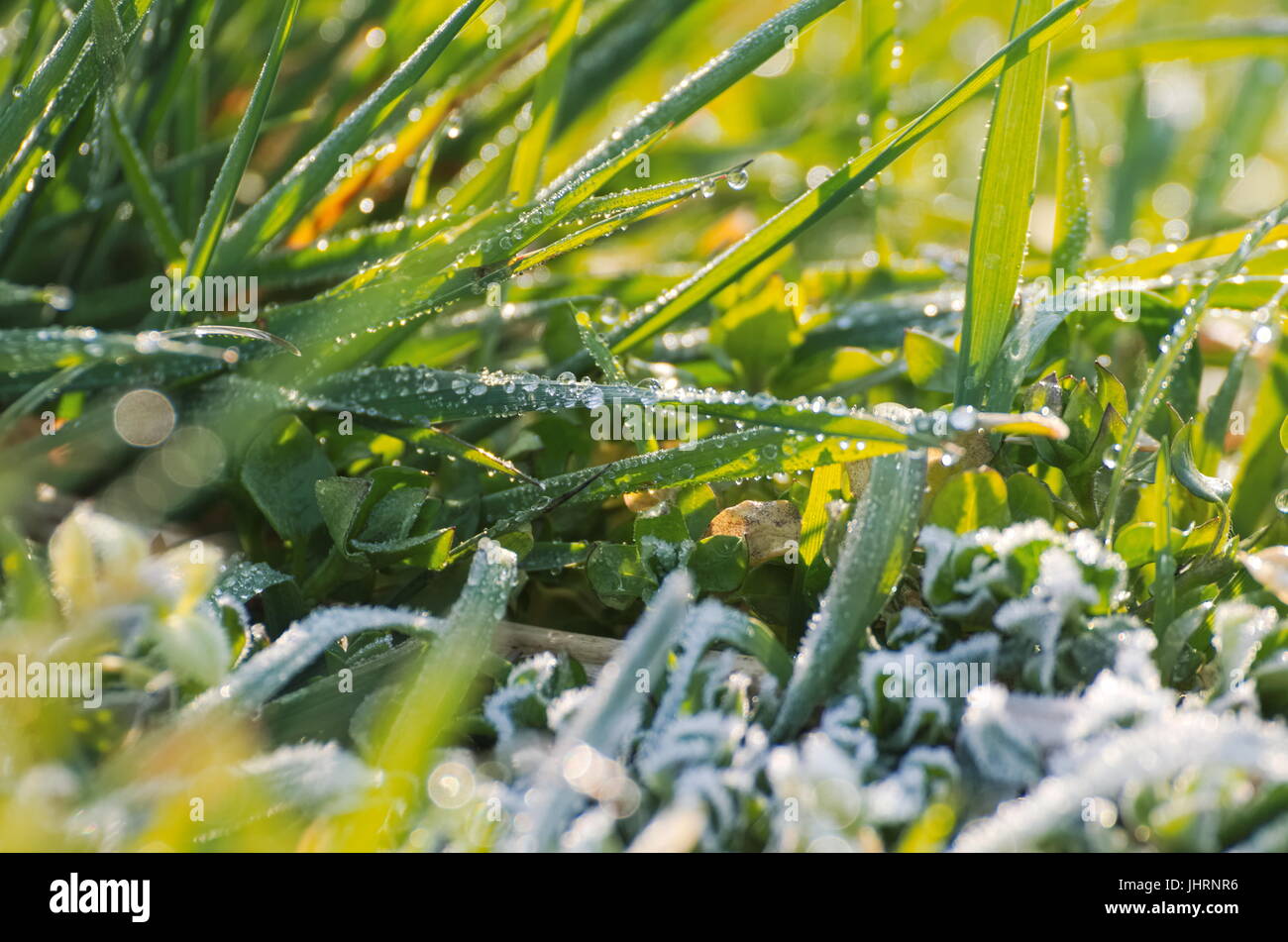 Frozen grass hi-res stock photography and images - Alamy