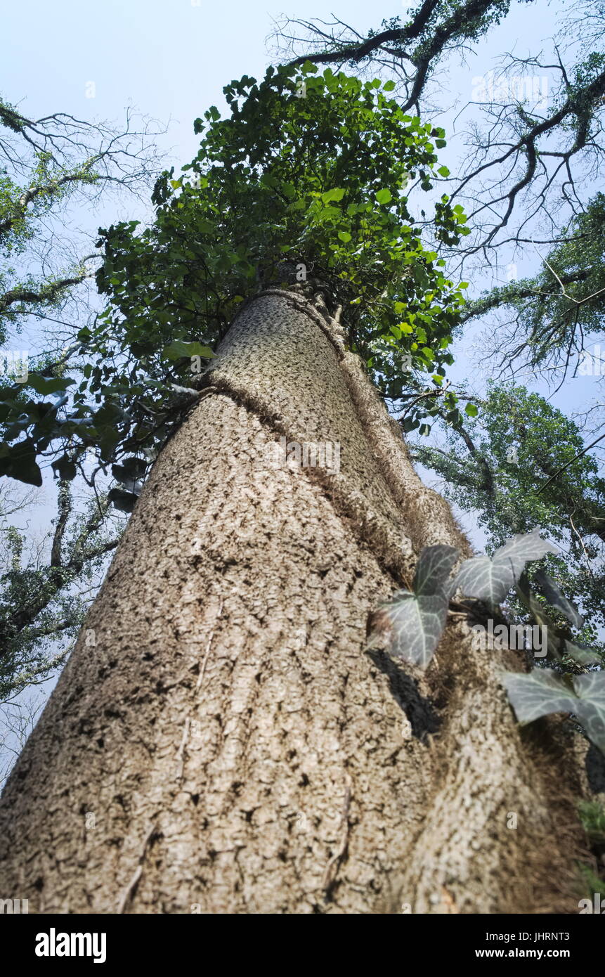 Autumn leaves on tree from below hi-res stock photography and images ...