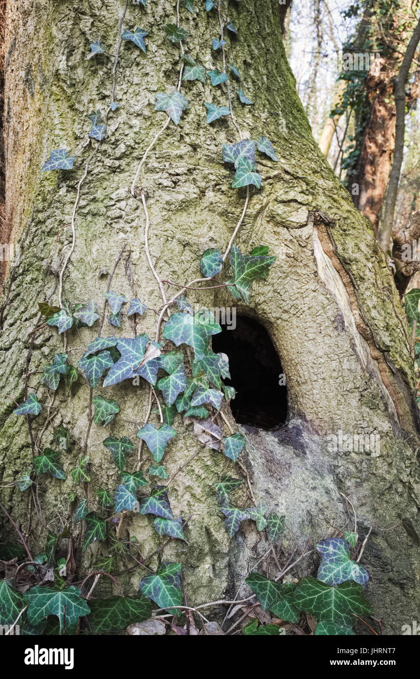 Spooky tree bark hi-res stock photography and images - Alamy