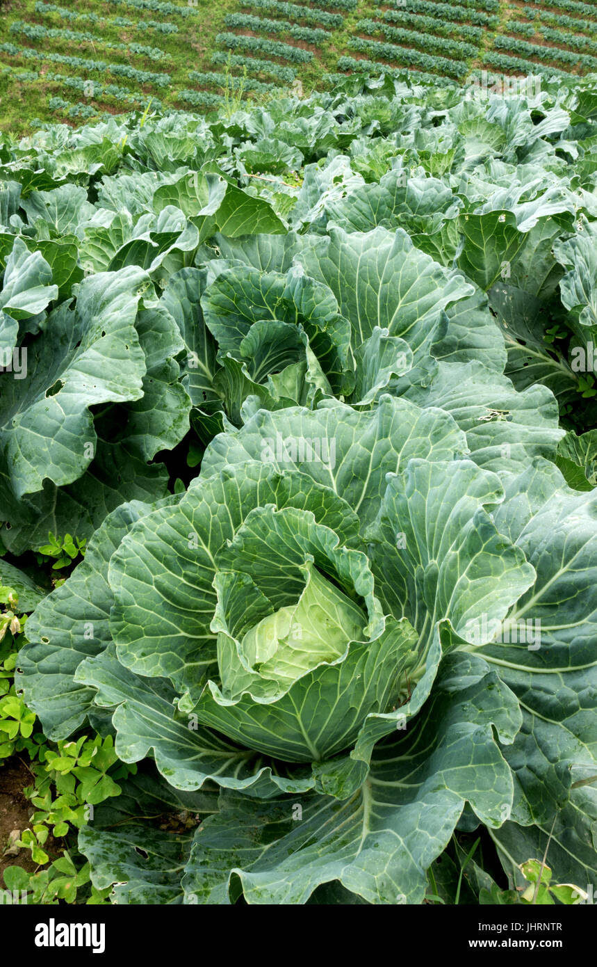 The cabbage field hi-res stock photography and images - Alamy