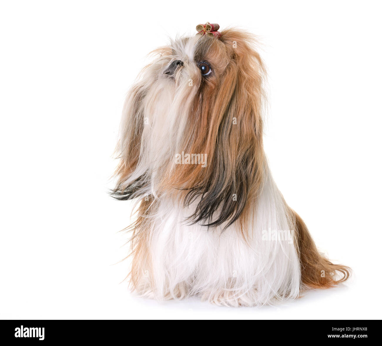 purebred shihtzu in front of white background Stock Photo - Alamy