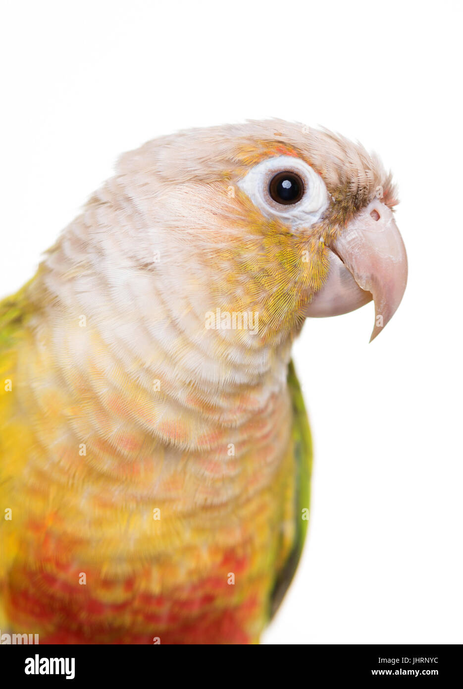 Green-cheeked parakeet in front of white background Stock Photo - Alamy