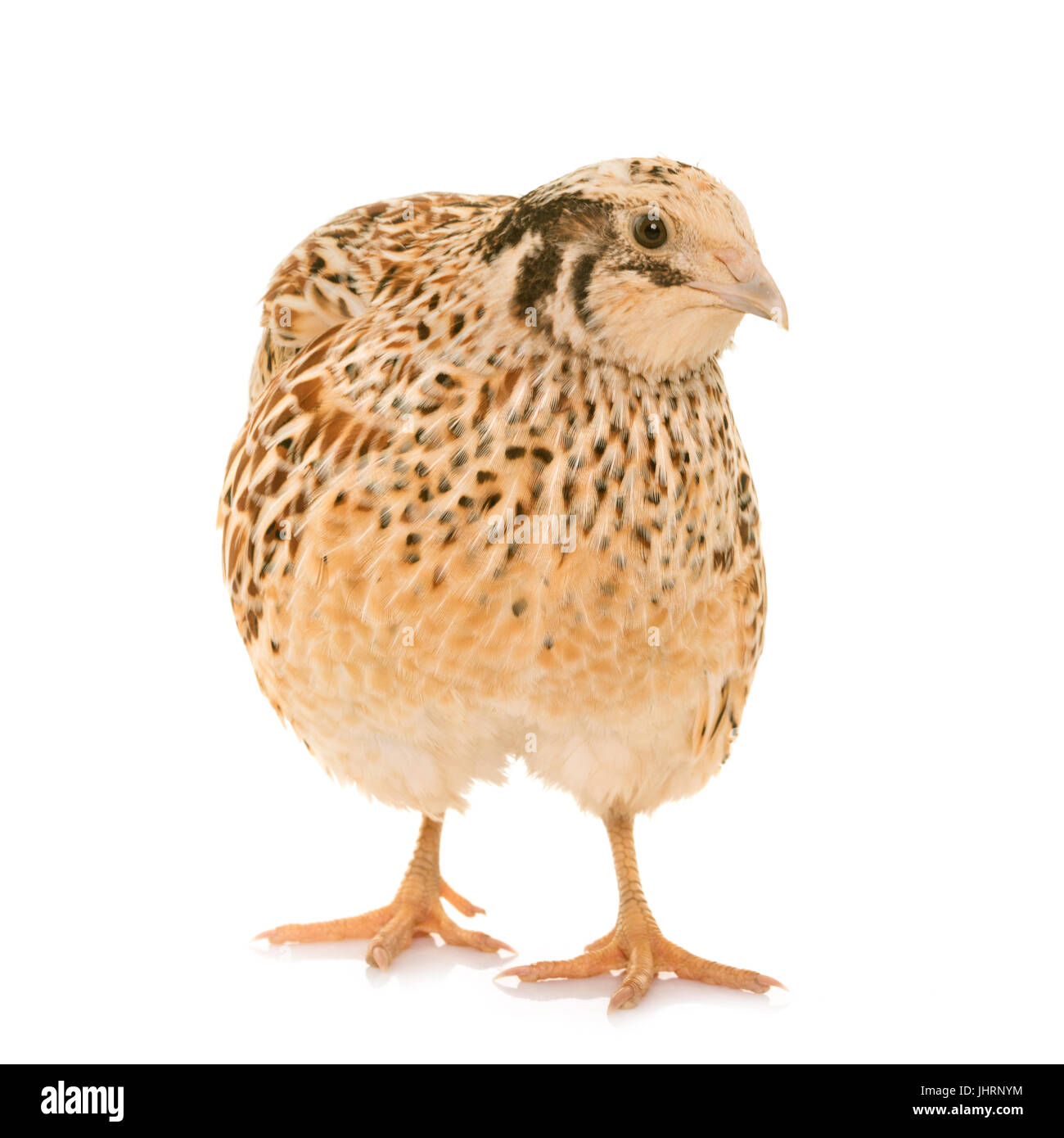 japanese quail in front of white background Stock Photo - Alamy