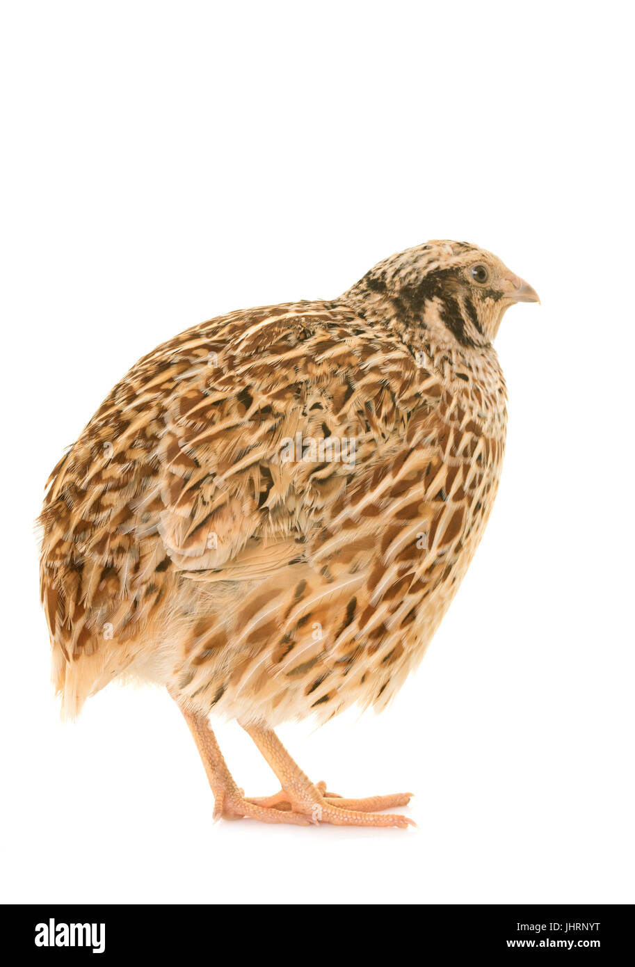 japanese quail in front of white background Stock Photo - Alamy