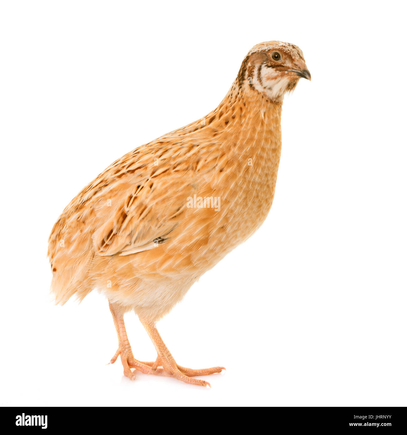 japanese quail in front of white background Stock Photo - Alamy