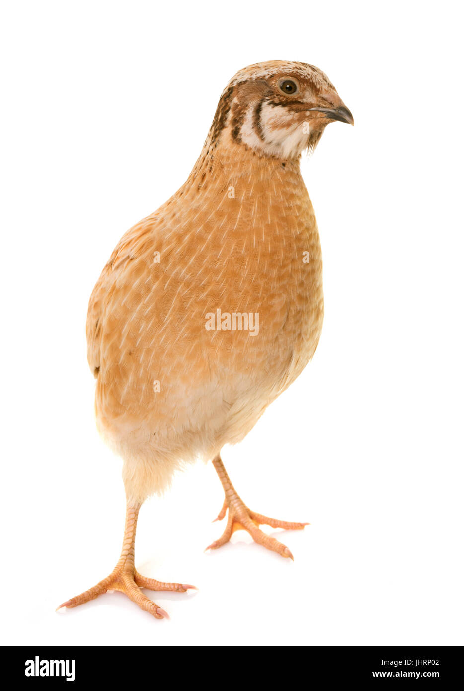 japanese quail in front of white background Stock Photo - Alamy