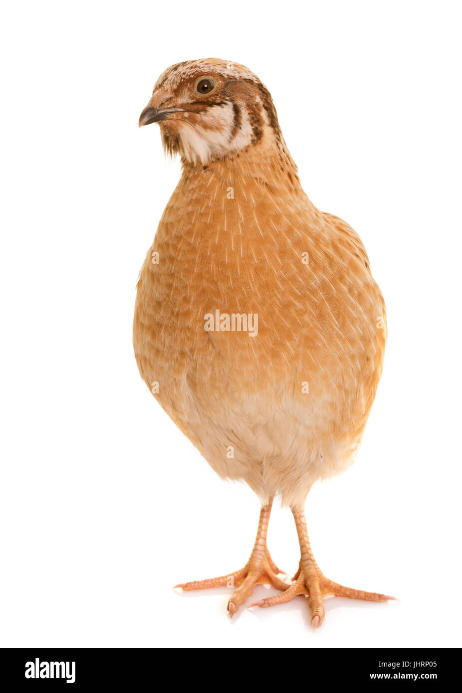 japanese quail in front of white background Stock Photo - Alamy