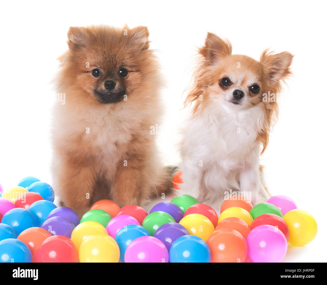 young pomeranian dog and chihuahua in front of white background Stock ...
