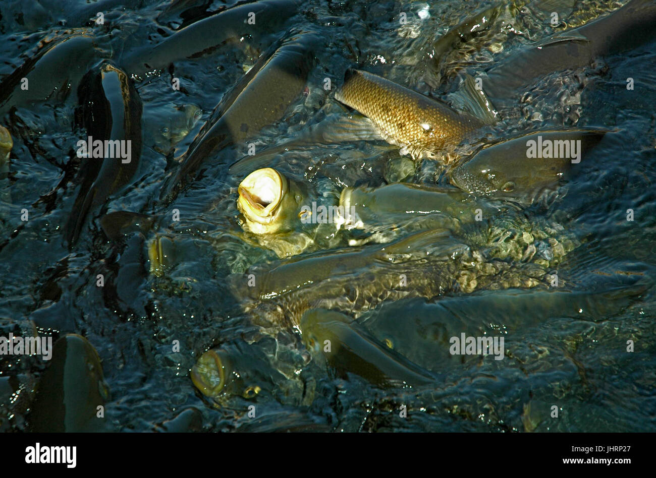 Harran castle hi-res stock photography and images - Alamy