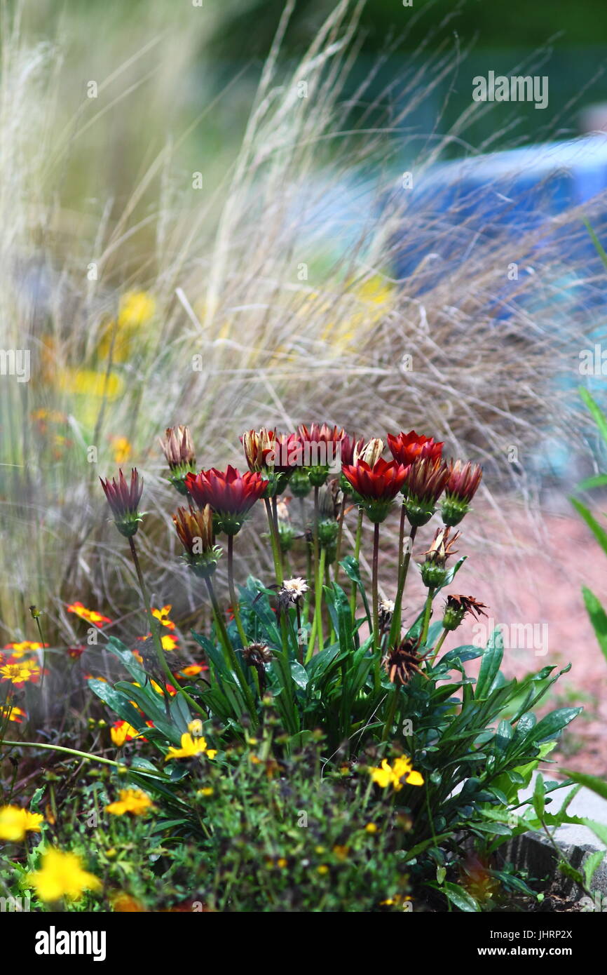 Deep red firewheel flowers (gaillardia pulchella) blooming in german ...
