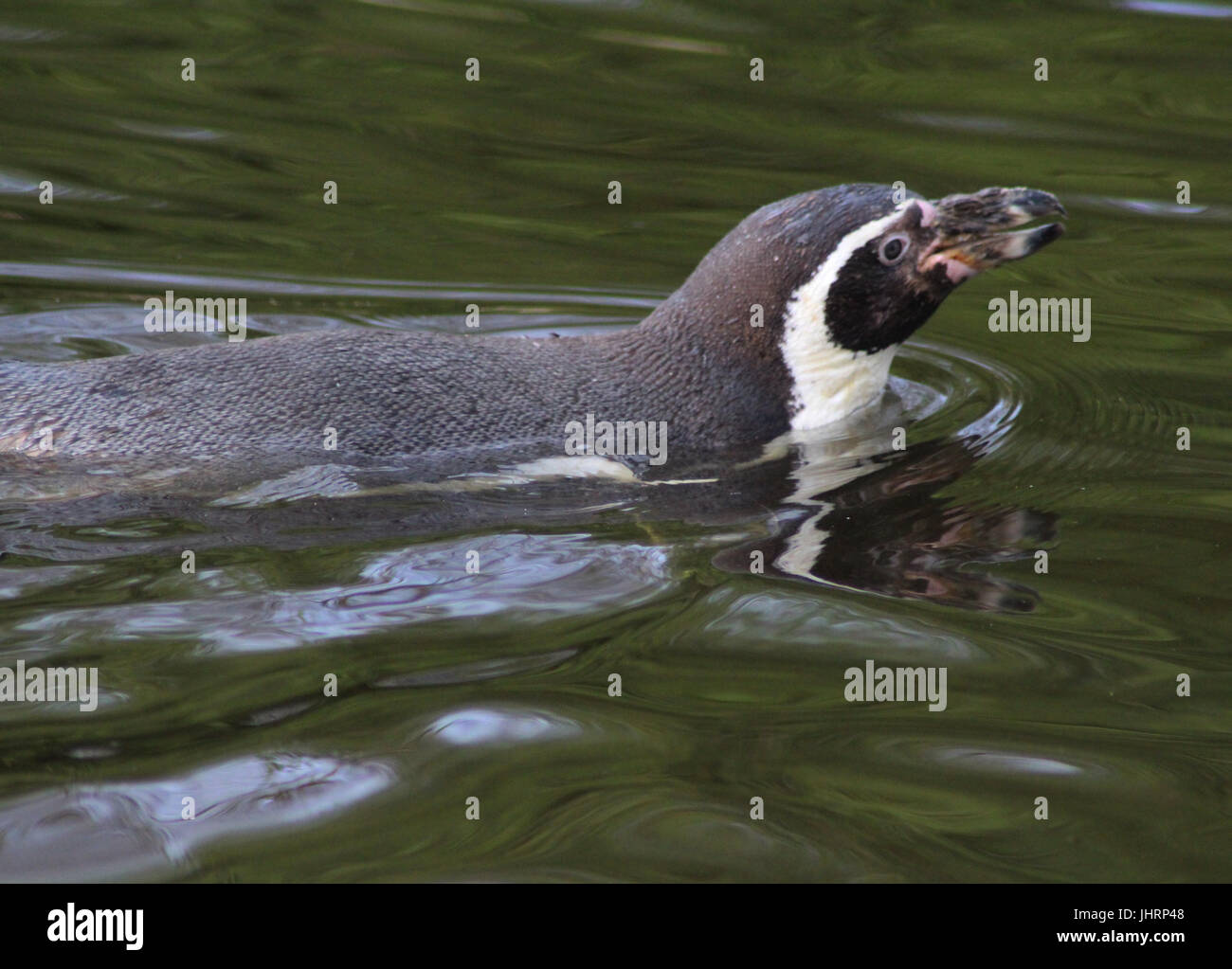Penguin eating fish hi-res stock photography and images - Alamy