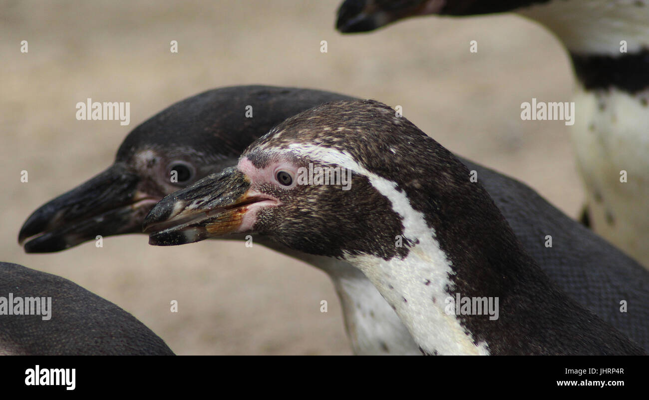 Penguin eating fish hi-res stock photography and images - Alamy