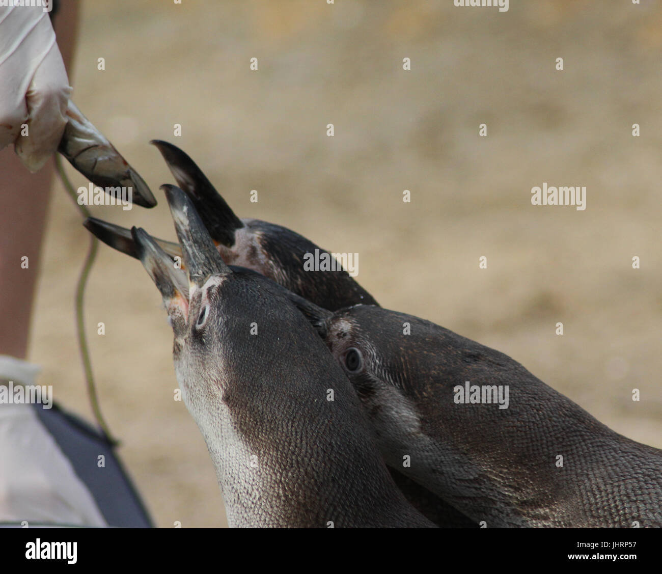 African penguin eating fish hi-res stock photography and images - Alamy
