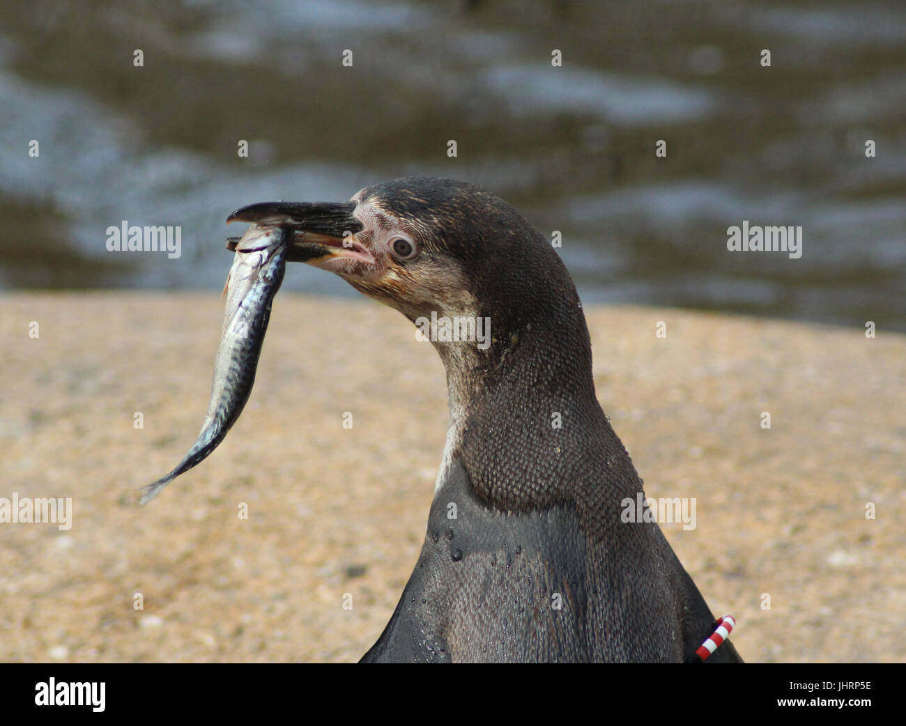 African penguin eating fish hi-res stock photography and images - Alamy