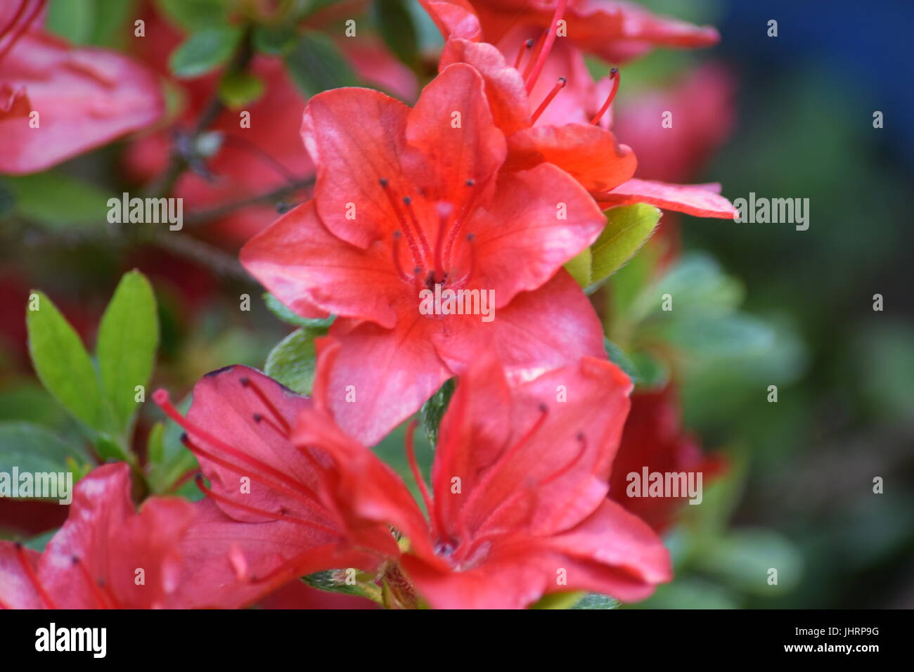 Azalea Stamen Stock Photos & Azalea Stamen Stock Images - Alamy