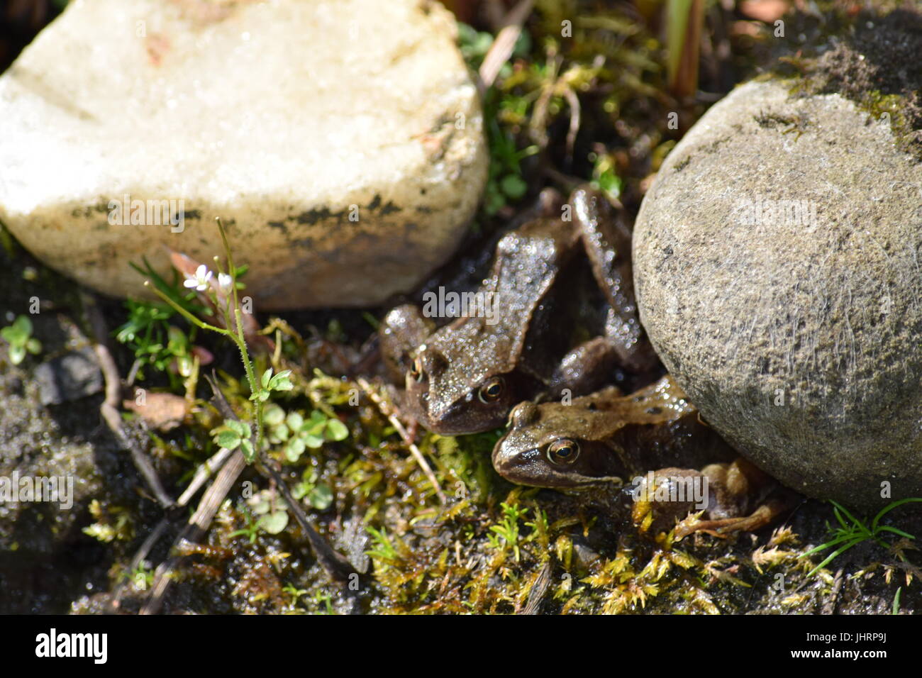 Frogs between rocks Stock Photo - Alamy