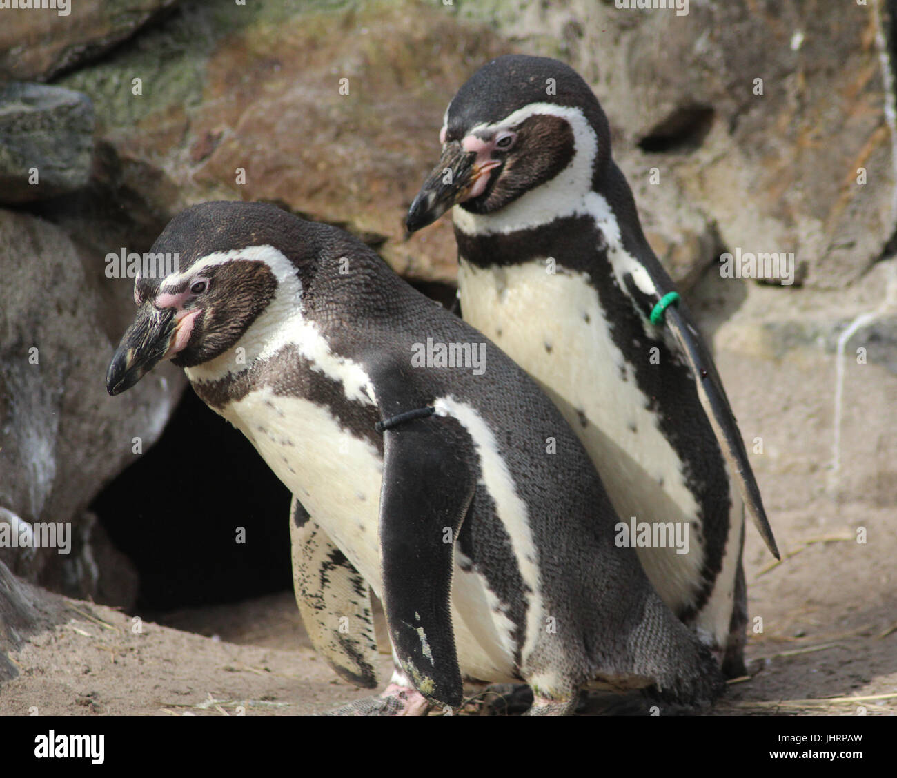 African penguin eating fish hi-res stock photography and images - Alamy