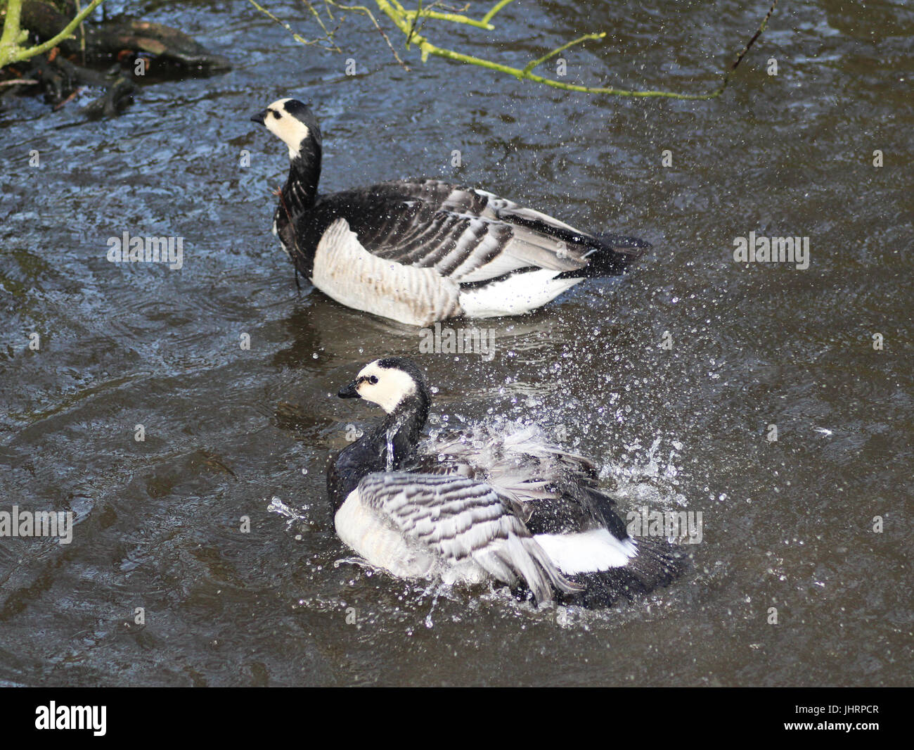 The barnacle goose (Branta leucopsis Stock Photo - Alamy