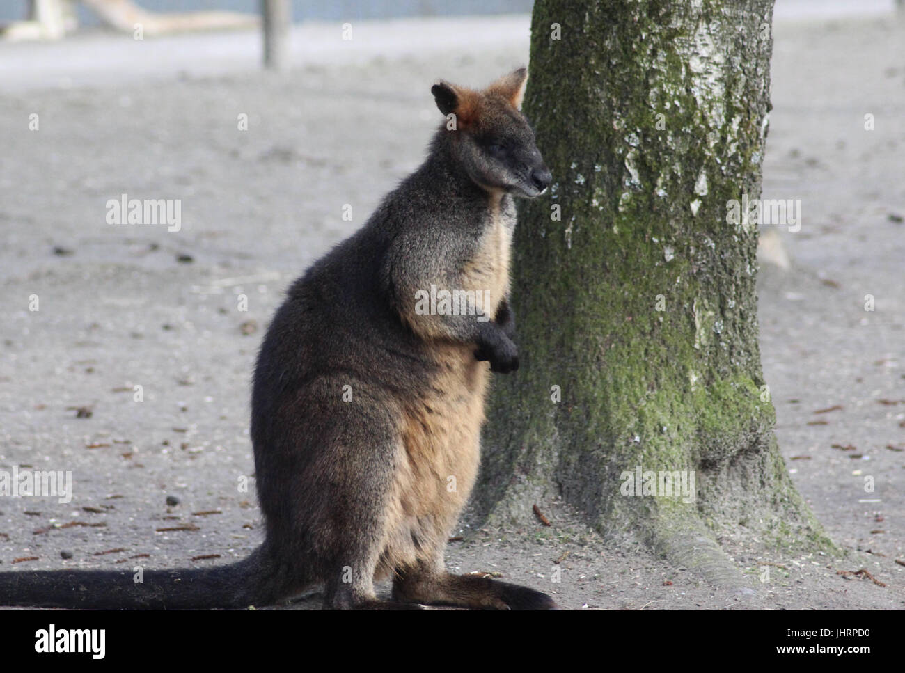 The swamp wallaby (Wallabia bicolor Stock Photo - Alamy