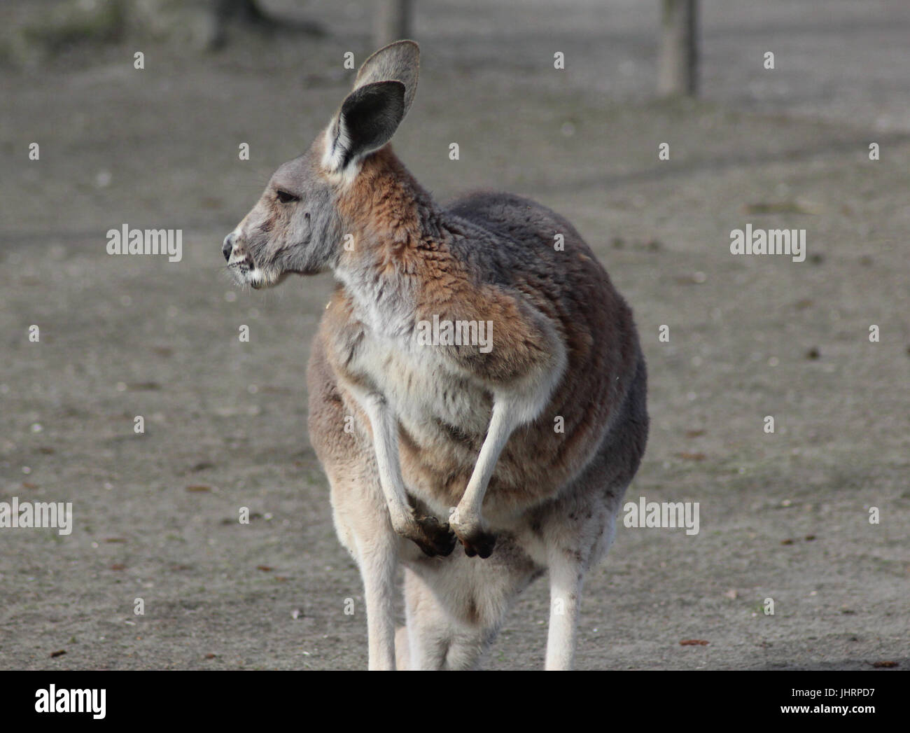 Macropus rufus running hopping hi-res stock photography and images - Alamy