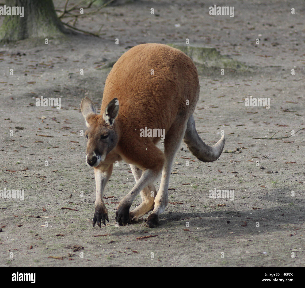 Red kangaroo (Macropus rufus Stock Photo - Alamy