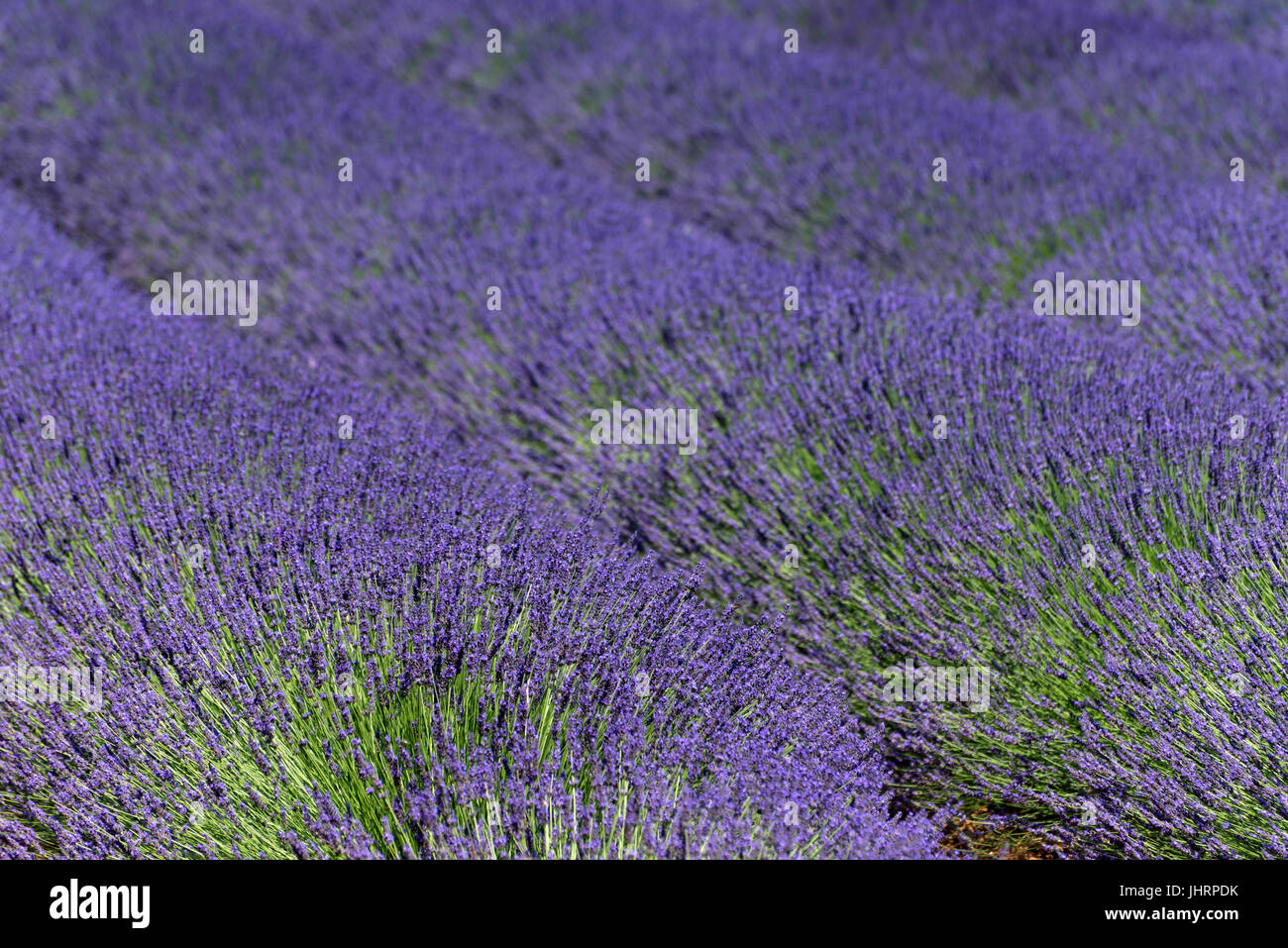 Lavender fields-traffic sign Roussillon, Provence France Stock Photo ...