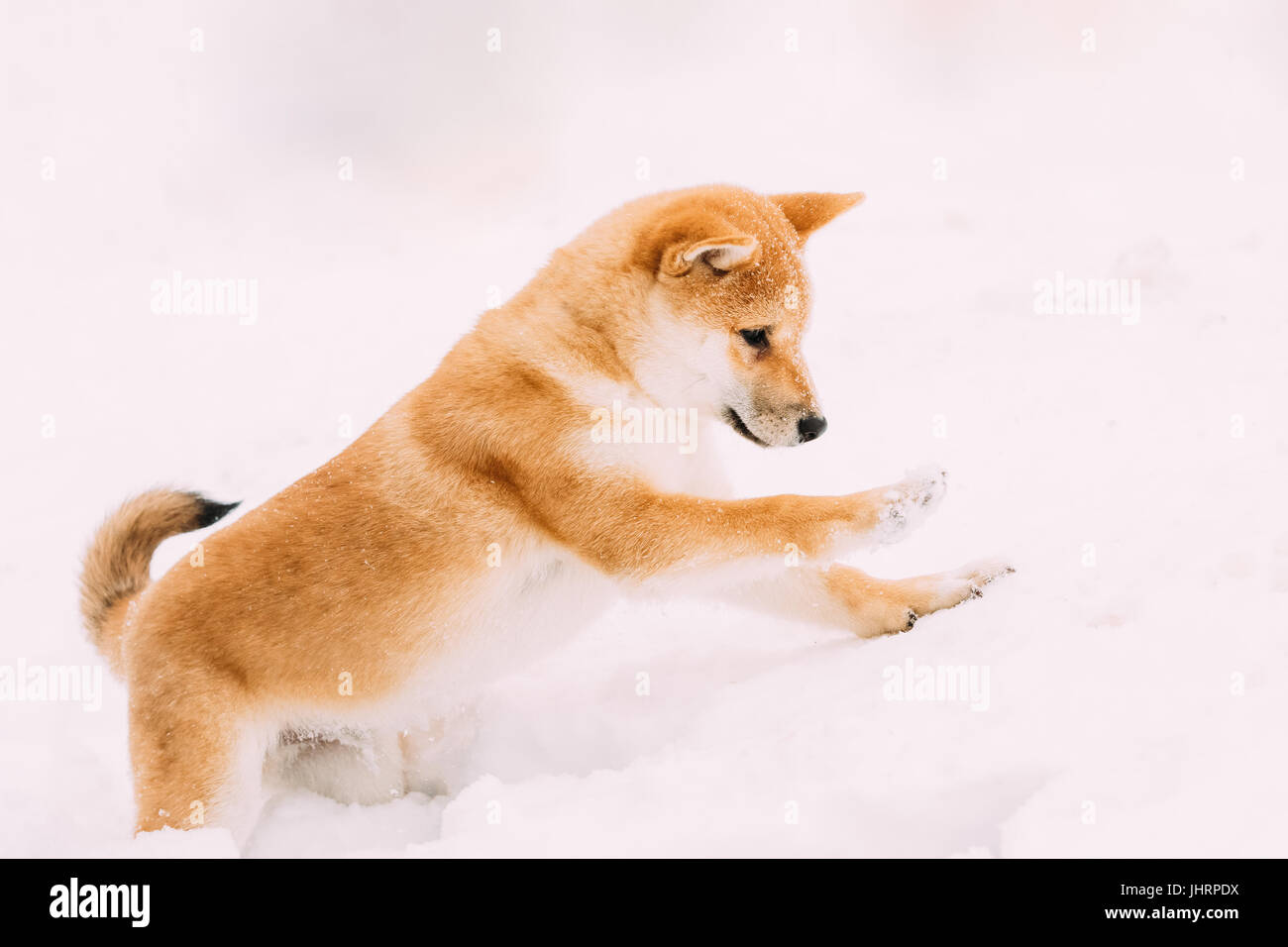 Young Japanese Small Size Shiba Inu Dog Play Outdoor In Snow, Snowdrift ...
