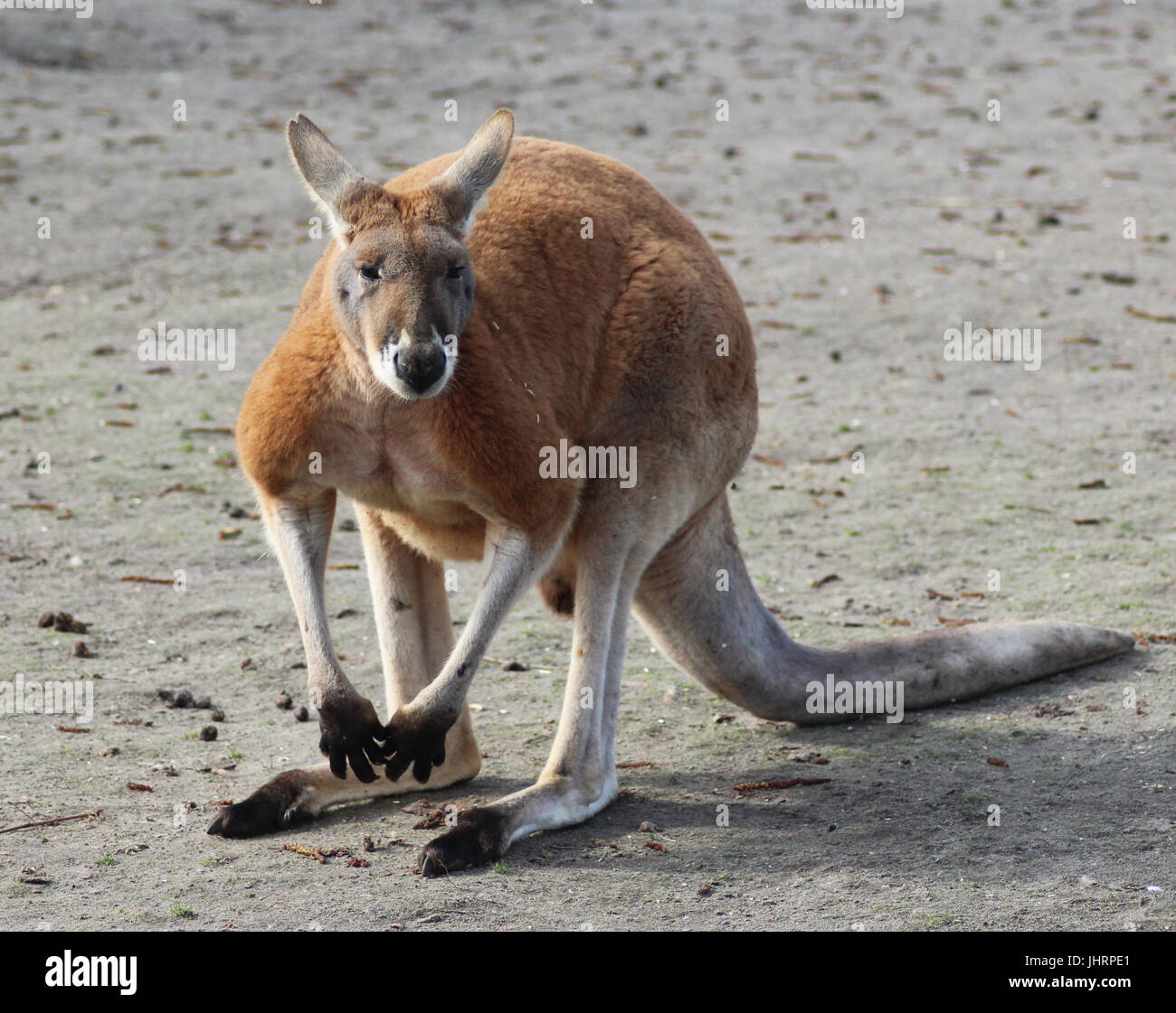 Red kangaroo (Macropus rufus Stock Photo - Alamy