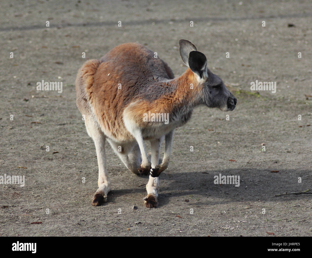 Red kangaroo (Macropus rufus Stock Photo - Alamy