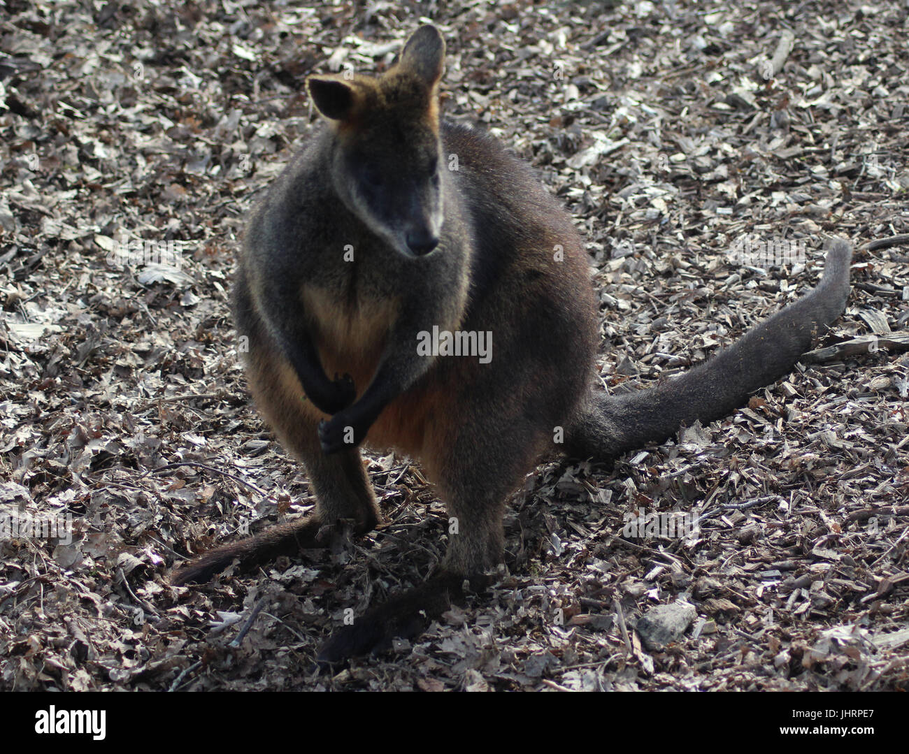 The swamp wallaby (Wallabia bicolor Stock Photo - Alamy