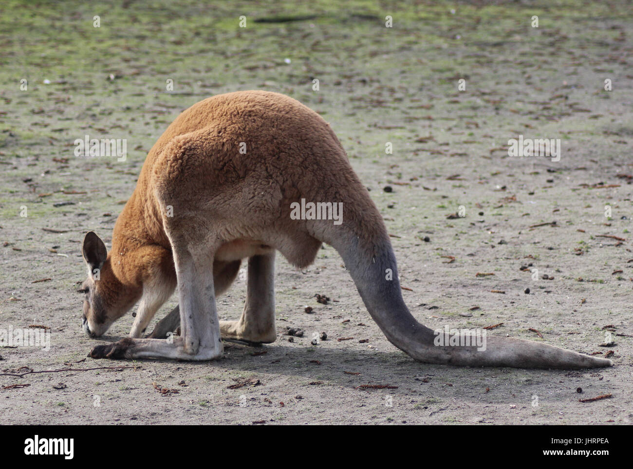 Red kangaroo (Macropus rufus Stock Photo - Alamy