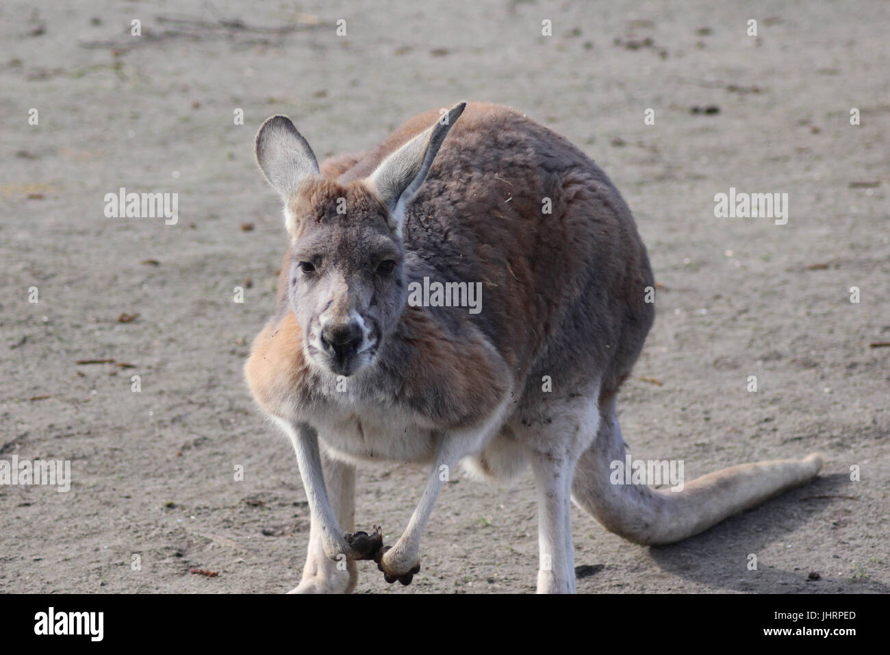 Kangaroo zoo side view hi-res stock photography and images - Alamy