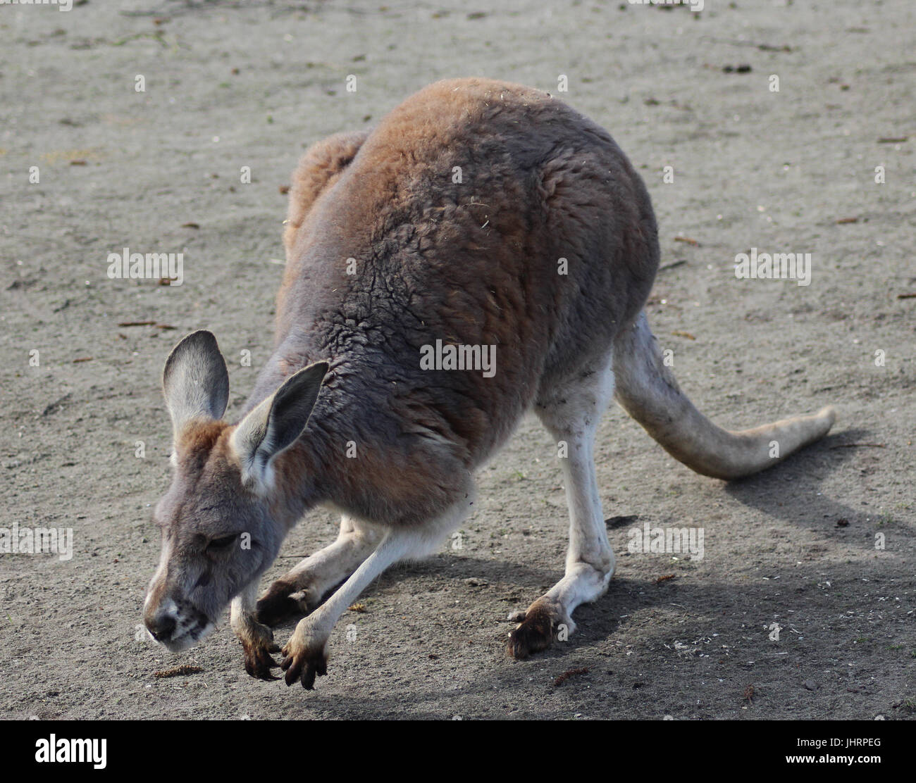 Male Red Kangaroo Jumping High Resolution Stock Photography and Images ...